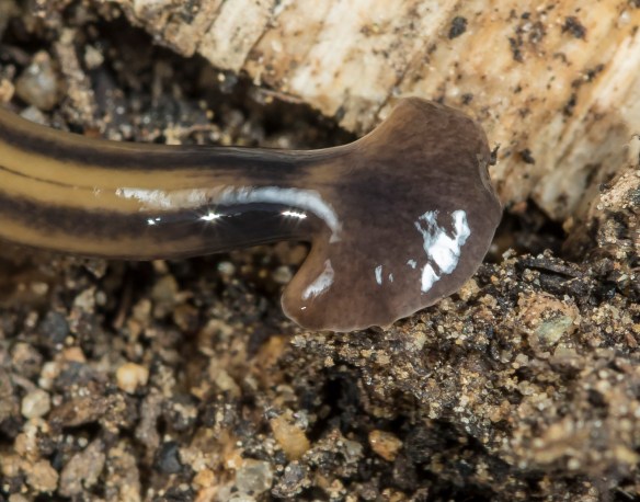 terrestrial flatworm | Roads End Naturalist