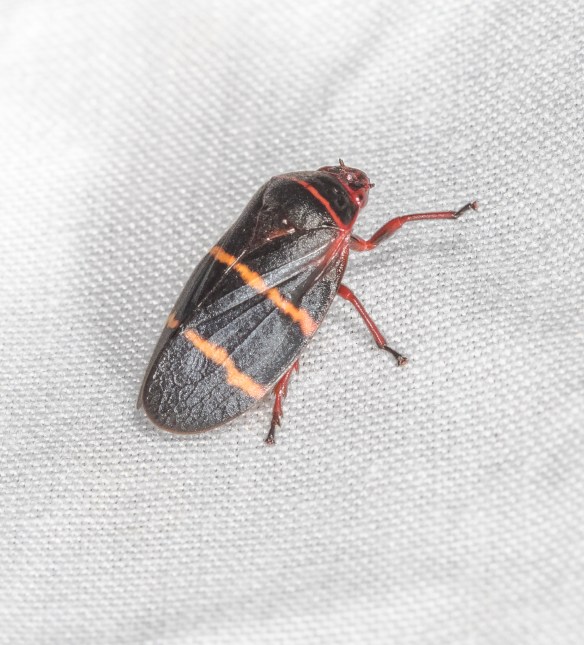 Spittlebugs | Roads End Naturalist