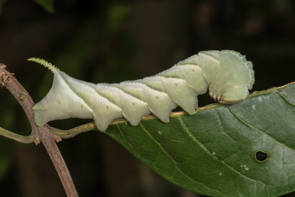 Summer Details | Roads End Naturalist