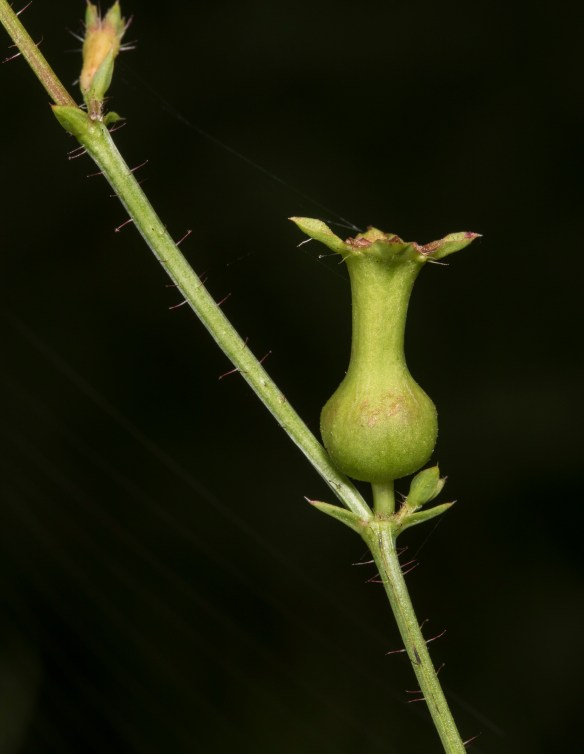 Garden Ramblings | Roads End Naturalist