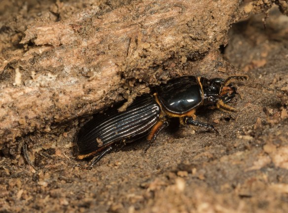 Sweeping Grass and Rolling Logs | Roads End Naturalist