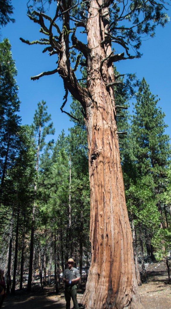 sequoia national park | Roads End Naturalist