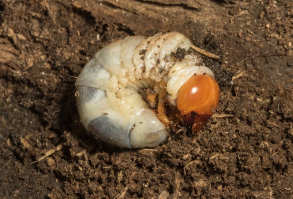 Sweeping Grass and Rolling Logs | Roads End Naturalist