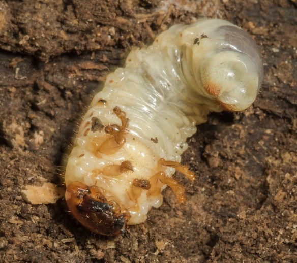 Sweeping Grass and Rolling Logs | Roads End Naturalist