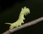 A Fondness for Caterpillars | Roads End Naturalist