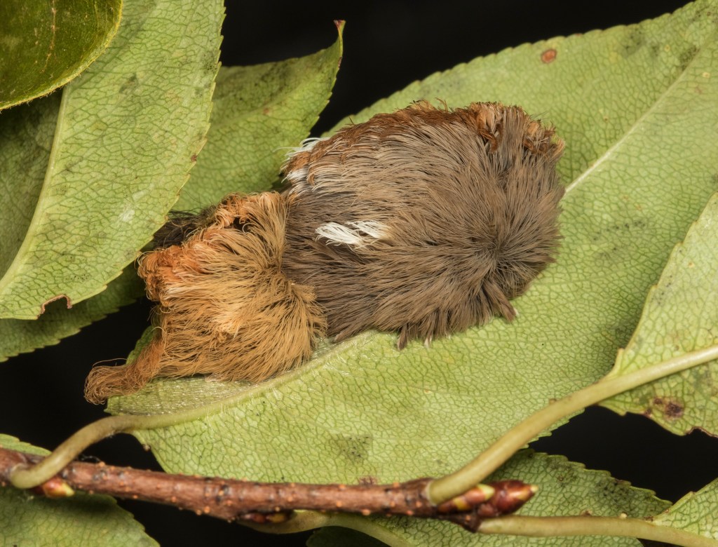 A Fondness for Caterpillars | Roads End Naturalist