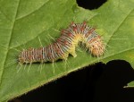 A Fondness for Caterpillars | Roads End Naturalist