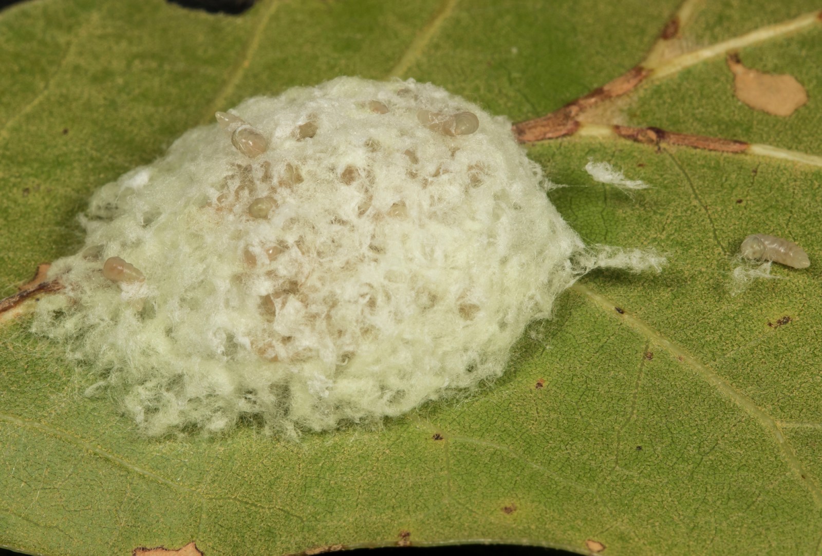 A Fondness for Caterpillars – Roads End Naturalist