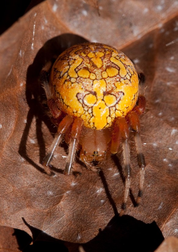 Halloween Spider | Roads End Naturalist