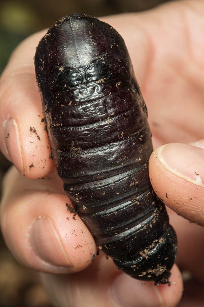 pupa | Roads End Naturalist