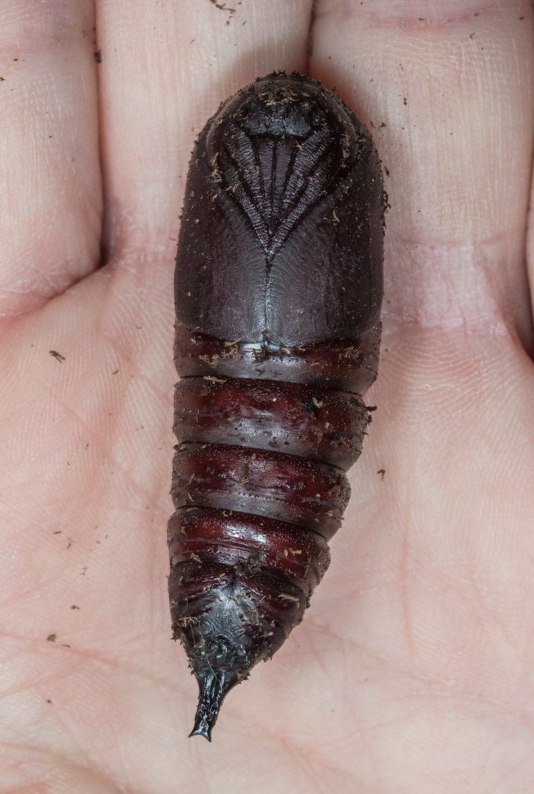 pupa – Roads End Naturalist