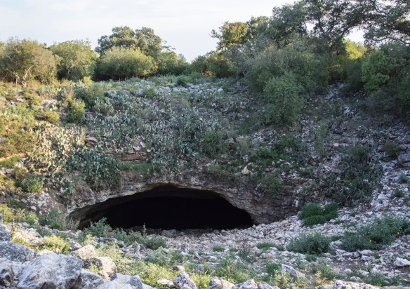The Bats of Bracken | Roads End Naturalist