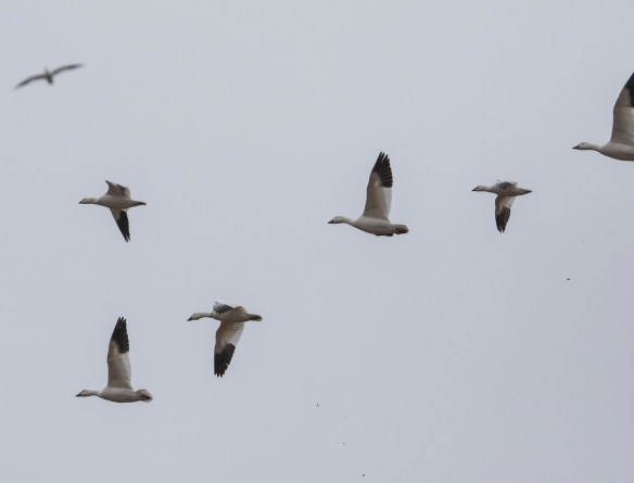 Counting Our Blessings | Roads End Naturalist