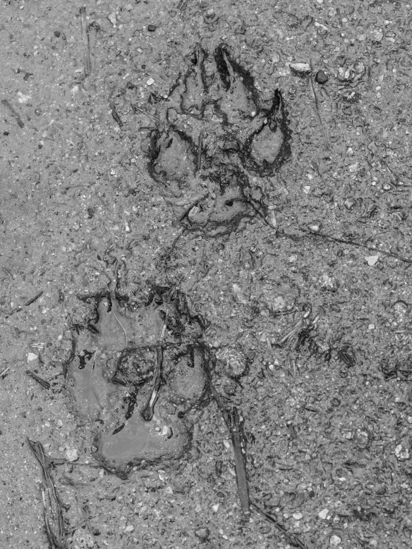Counting Our Blessings | Roads End Naturalist