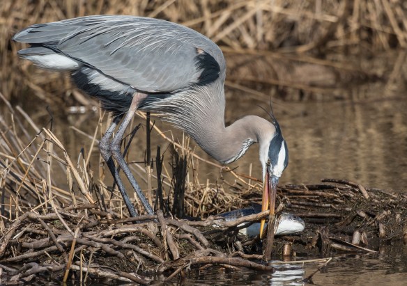 Heron Dreams | Roads End Naturalist