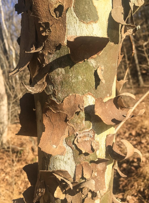 needle ice | Roads End Naturalist