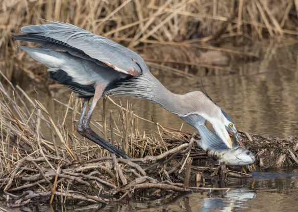 Heron Dreams | Roads End Naturalist