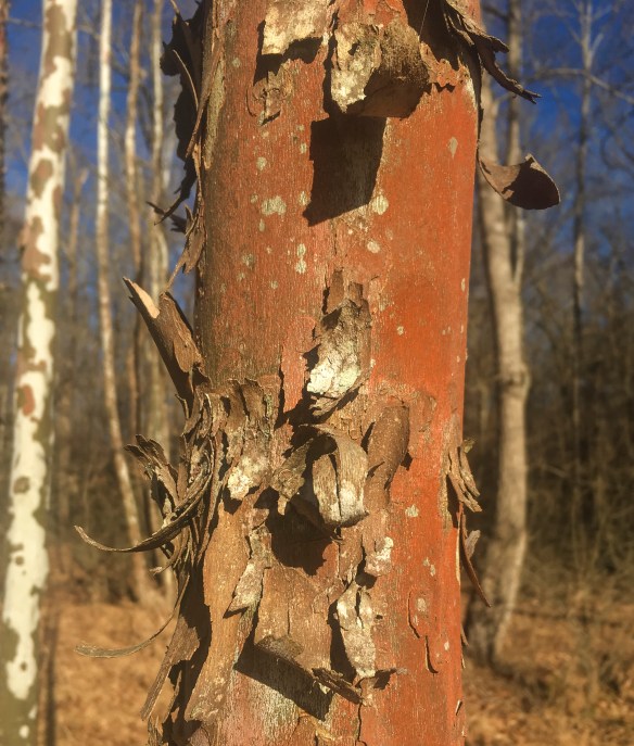 needle ice | Roads End Naturalist