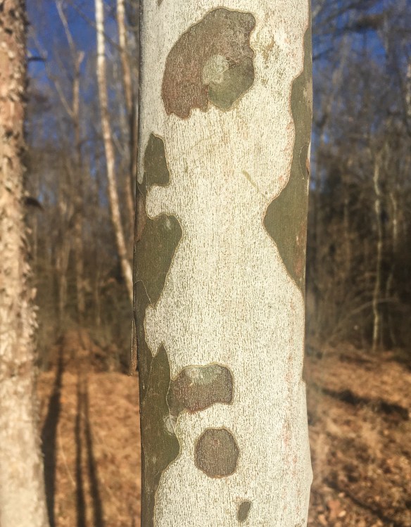 needle ice | Roads End Naturalist