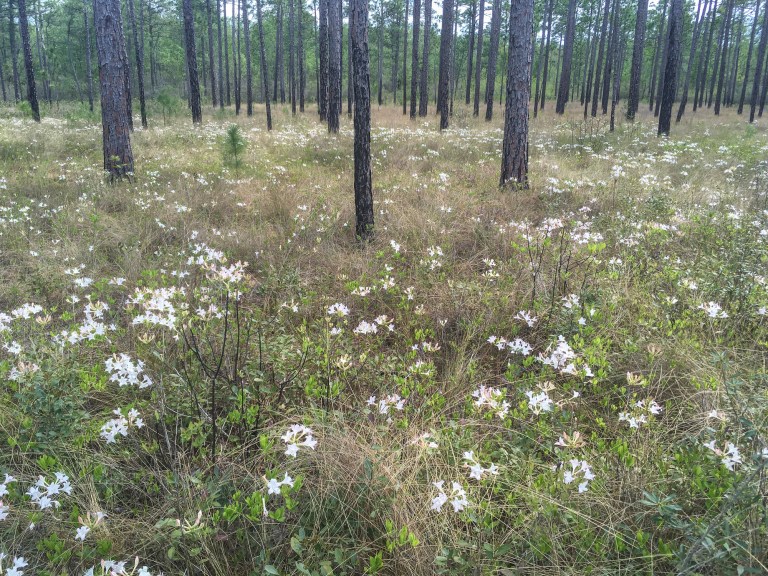 longleaf pine | Roads End Naturalist