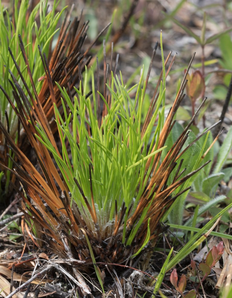 longleaf pine | Roads End Naturalist