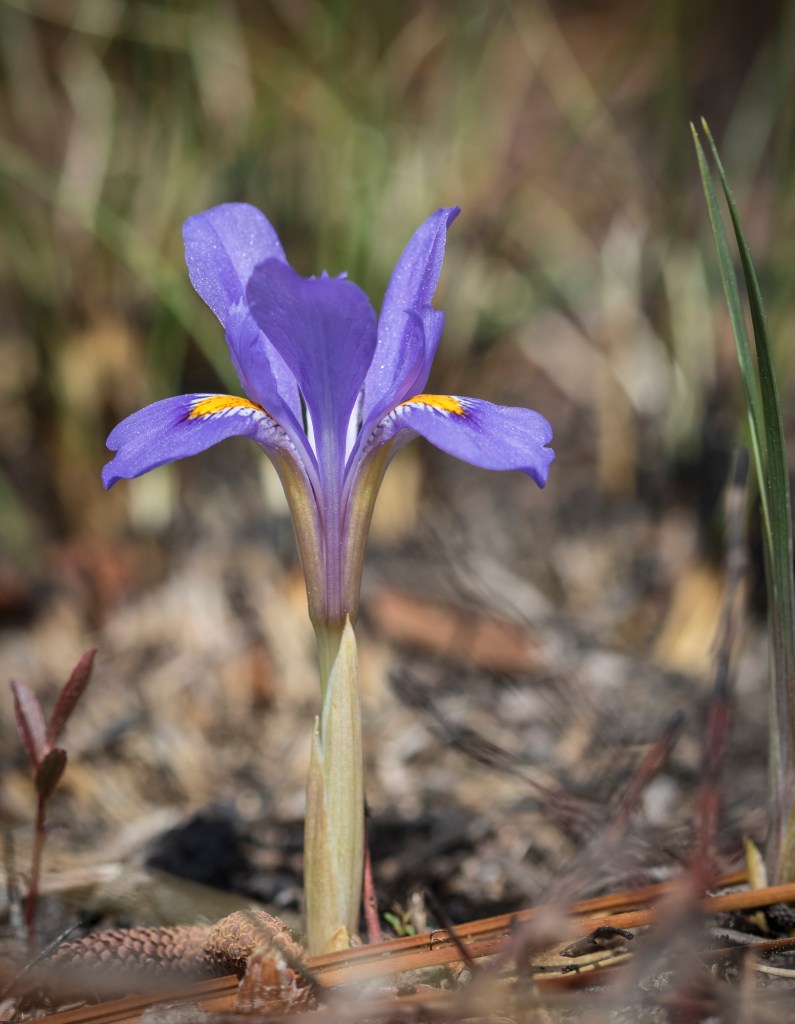 longleaf pine | Roads End Naturalist