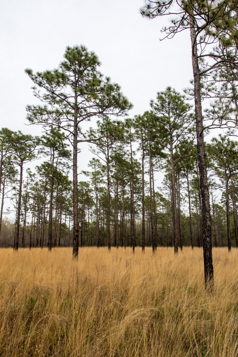 longleaf pine | Roads End Naturalist