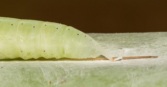 Inside a Rolled Leaf | Roads End Naturalist
