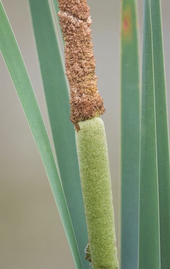 Pungo Summer | Roads End Naturalist