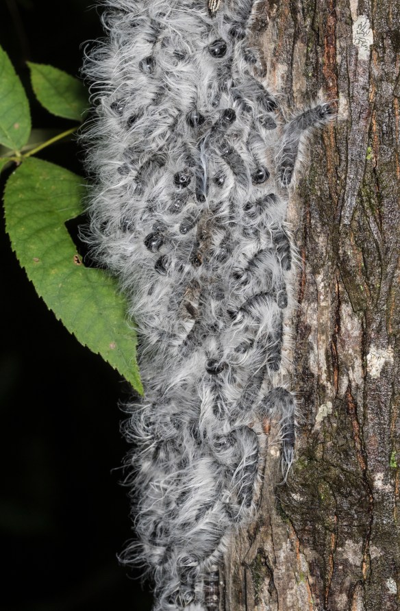 Caterpillar Clusters | Roads End Naturalist