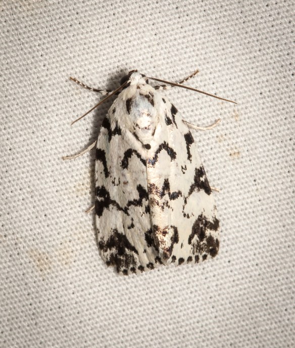 Mothing, Part 1 | Roads End Naturalist