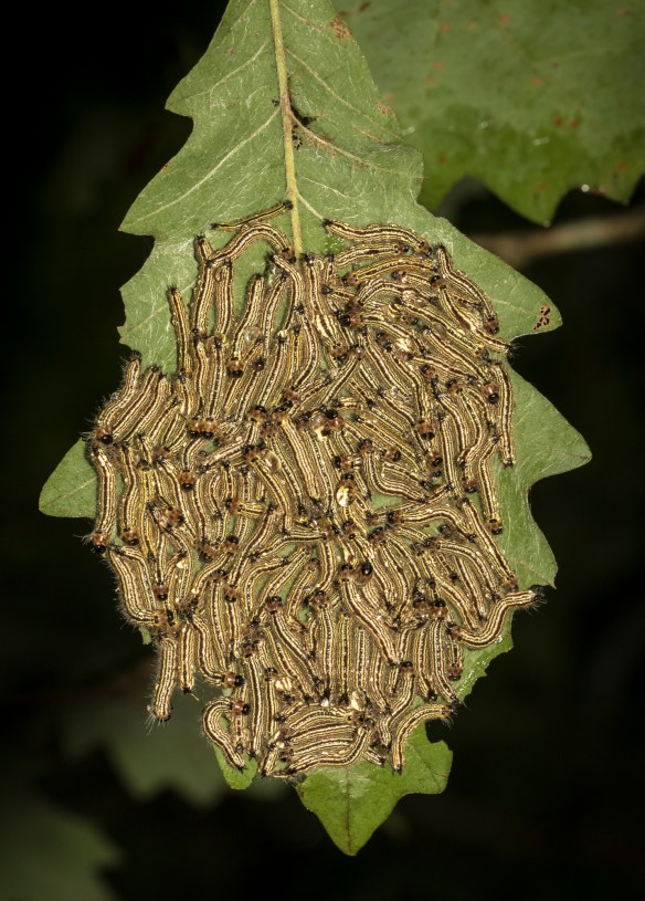 Caterpillar Clusters | Roads End Naturalist