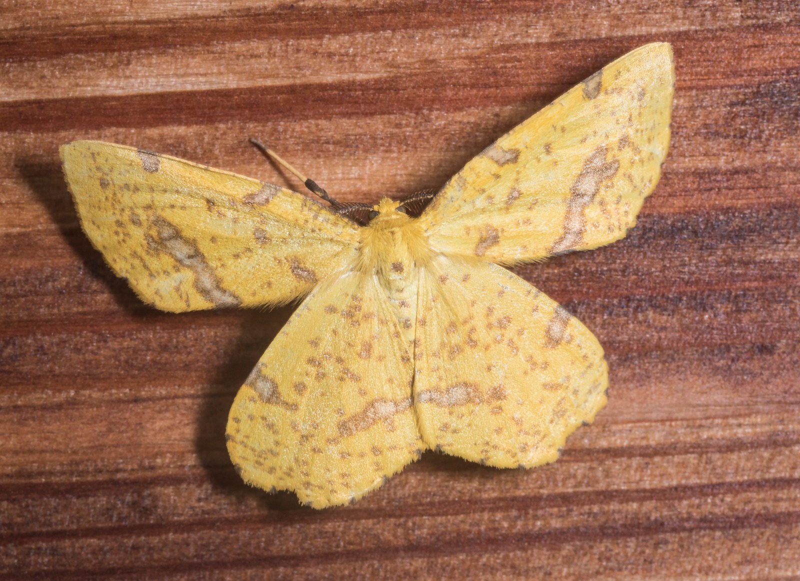 Moths in a Storm – Roads End Naturalist