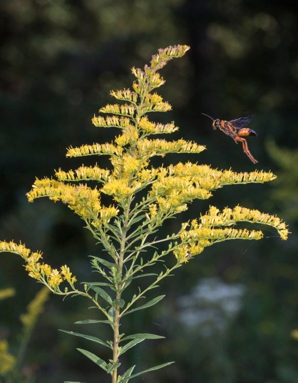 A Week of Moments | Roads End Naturalist