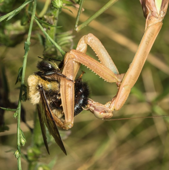 A Week of Moments | Roads End Naturalist