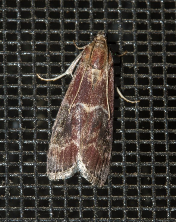 Moths in a Storm | Roads End Naturalist