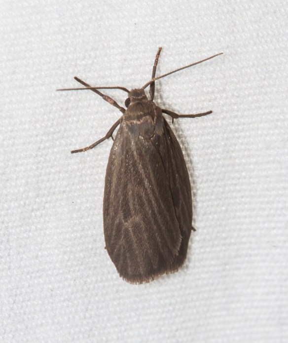 Moths in a Storm | Roads End Naturalist