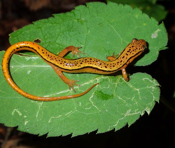 Shining Rock | Roads End Naturalist