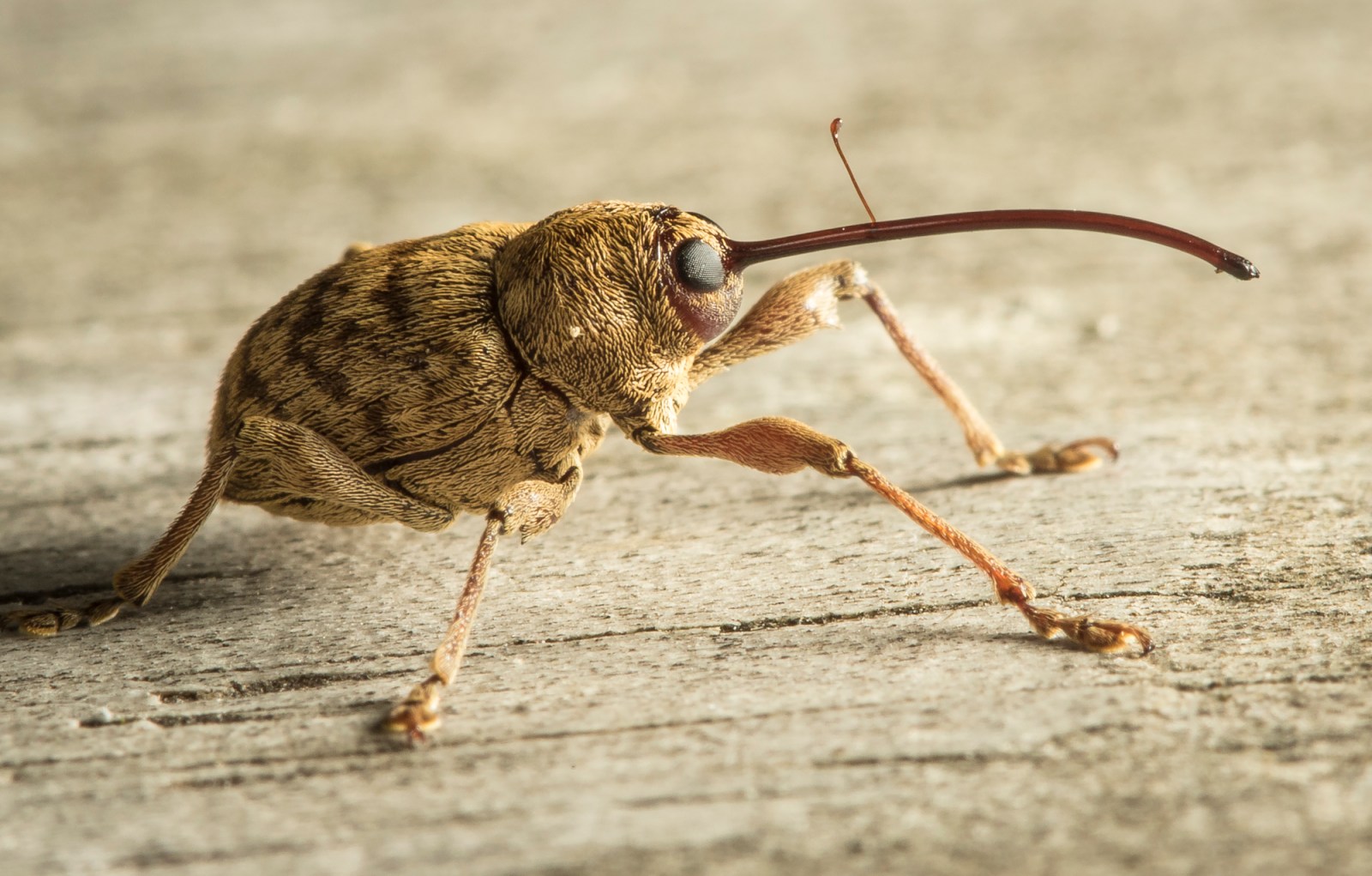 See No Weevil…Well, Just One – Roads End Naturalist