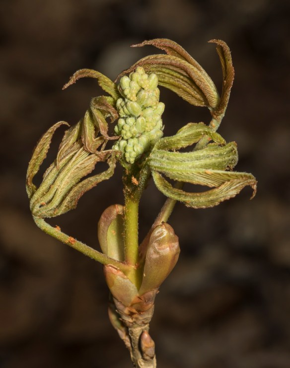 This Bud’s For You | Roads End Naturalist