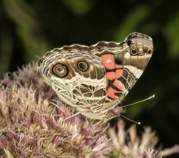 Camp Critters | Roads End Naturalist