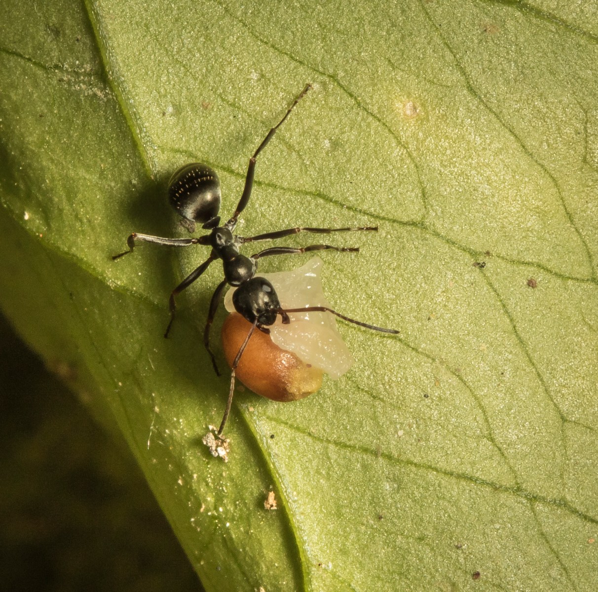 Feeling Antsy – Roads End Naturalist