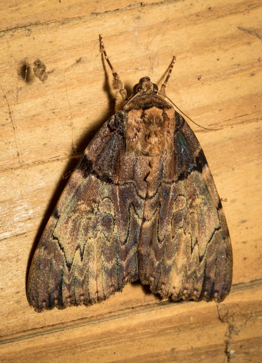 Moth Week Plus – Roads End Naturalist