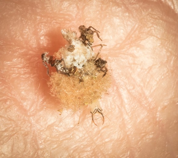 Camp Critters | Roads End Naturalist