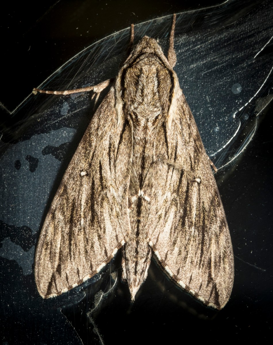 Moth Week Plus – Roads End Naturalist