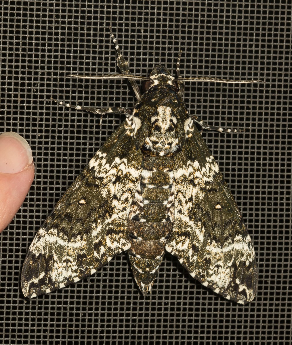 Moth Week Plus – Roads End Naturalist