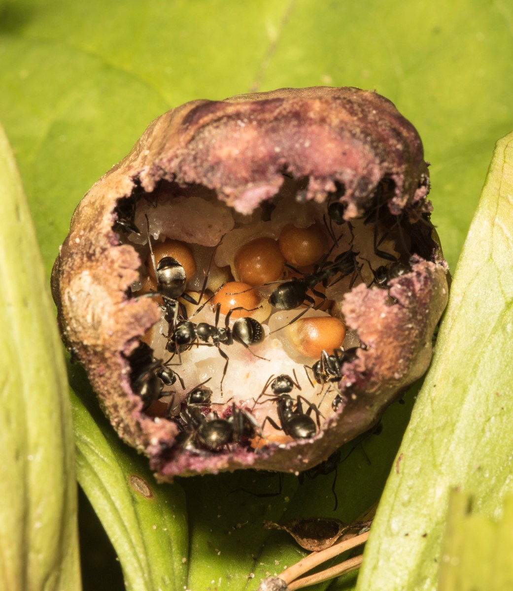 Feeling Antsy – Roads End Naturalist