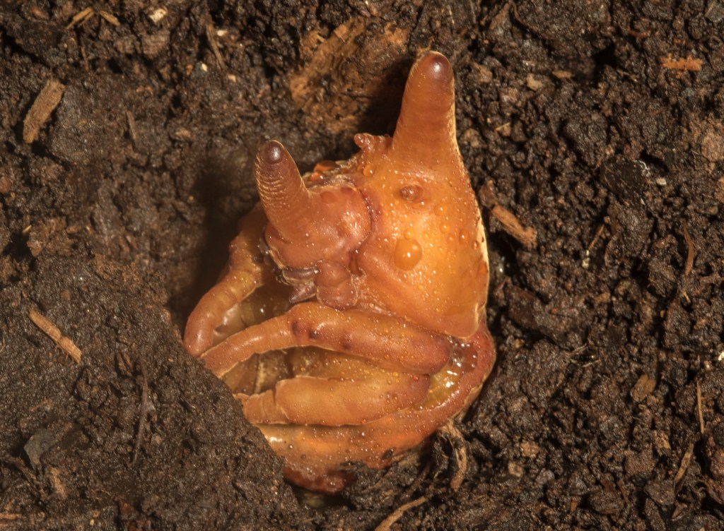 Grubosaurus Update | Roads End Naturalist