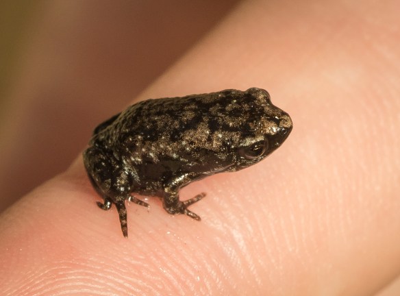 Camp Critters II | Roads End Naturalist