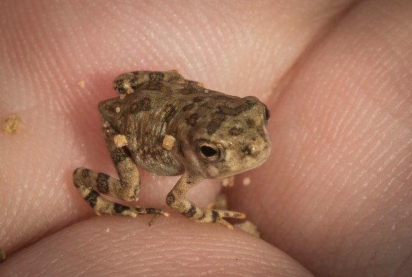 Camp Critters II | Roads End Naturalist